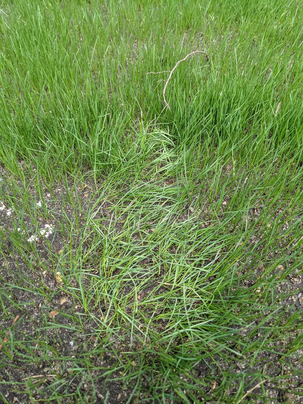 Walking On And Mowing A New Seeded Lawn Lawn Care Forum