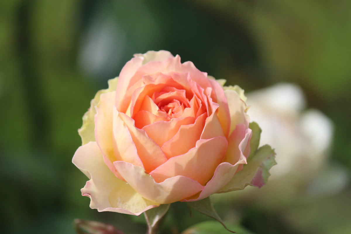 IMG 4932 — Postimages