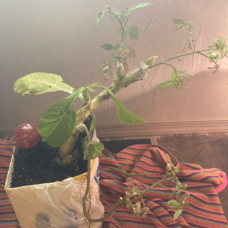 9043 C9 CC 4543 4 C0 C BBB2 B7 B11 D116114 — Postimages