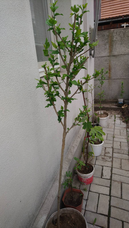 IMG 159a1934448239f6529ede226f267f98 V — Postimages