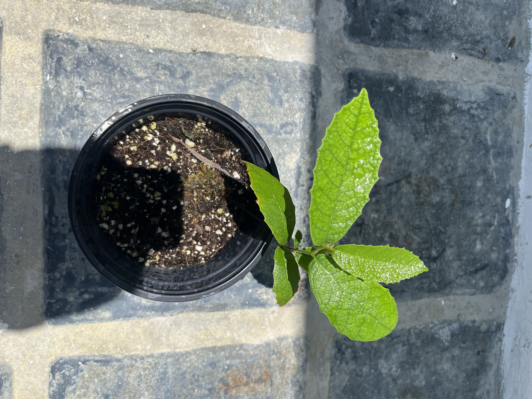 IMG 0481 — Postimages