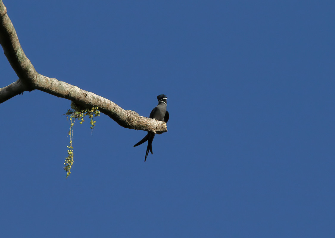 Moustached Treeswift275 De Noise AI — Postimages