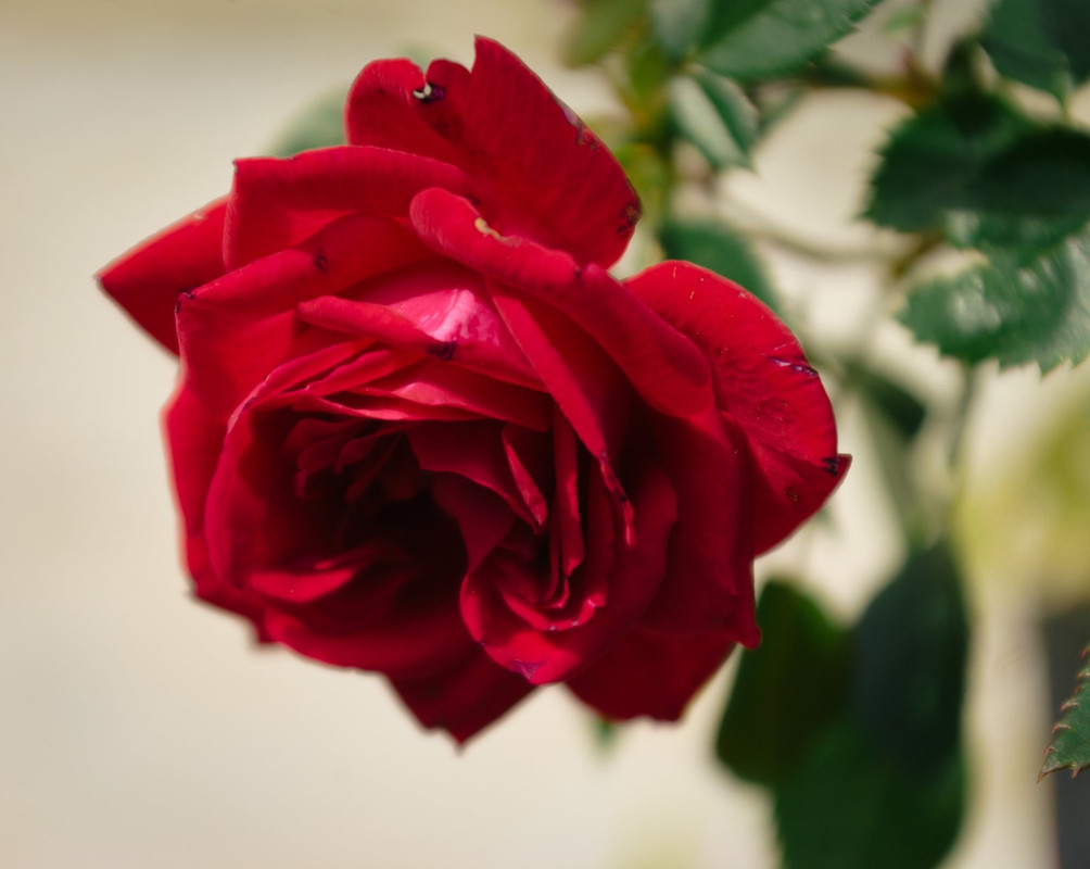 Small Pot Red Rose — Postimages