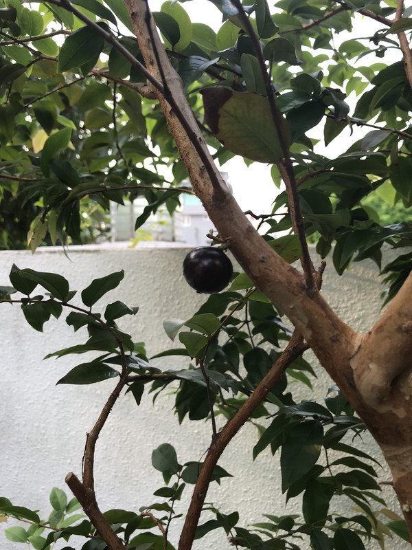 IMG 6337 — Postimages