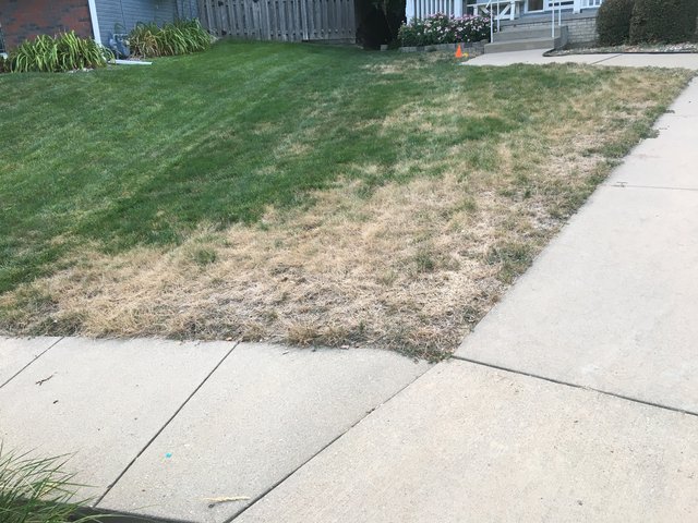 KBG Midwest Summer Kill Frustration | Lawn Care Forum