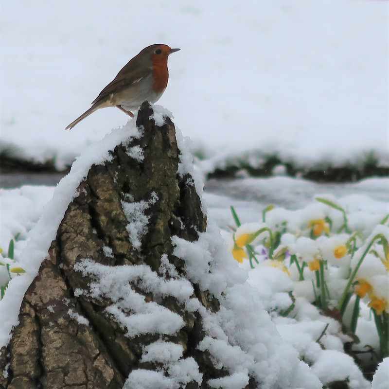 Robin 2023 03 08 002 (2) — Postimages