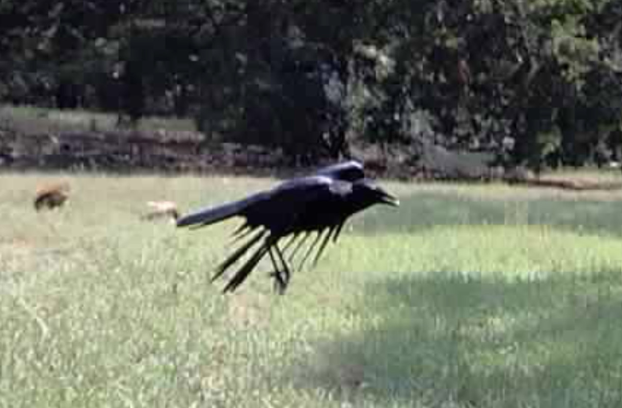 Do birds crack seeds they eat or just swallow them > General Discussion ...