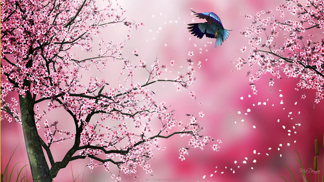 cherry blossom drawing wallpaper 53 — Postimages