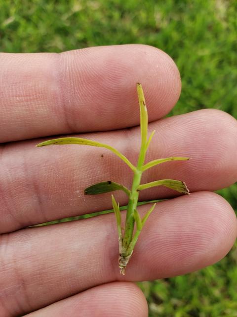Light green patches in bermuda | Lawn Care Forum