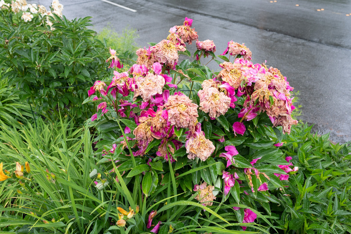 DSC 0354 — Postimages