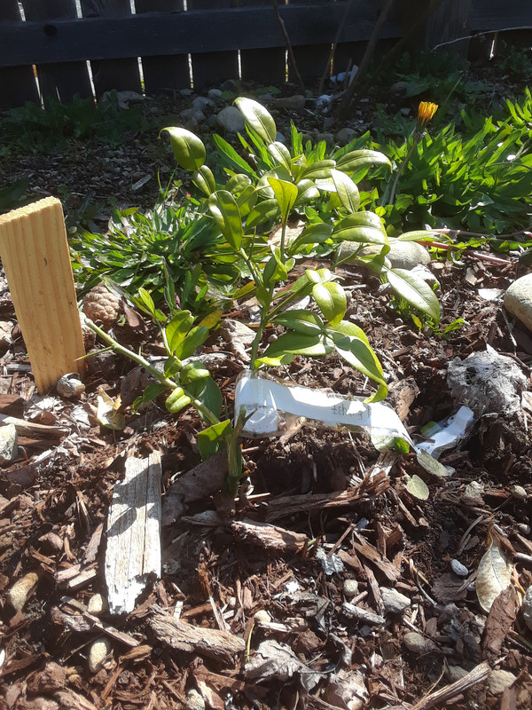 20200406 111116 — Postimages