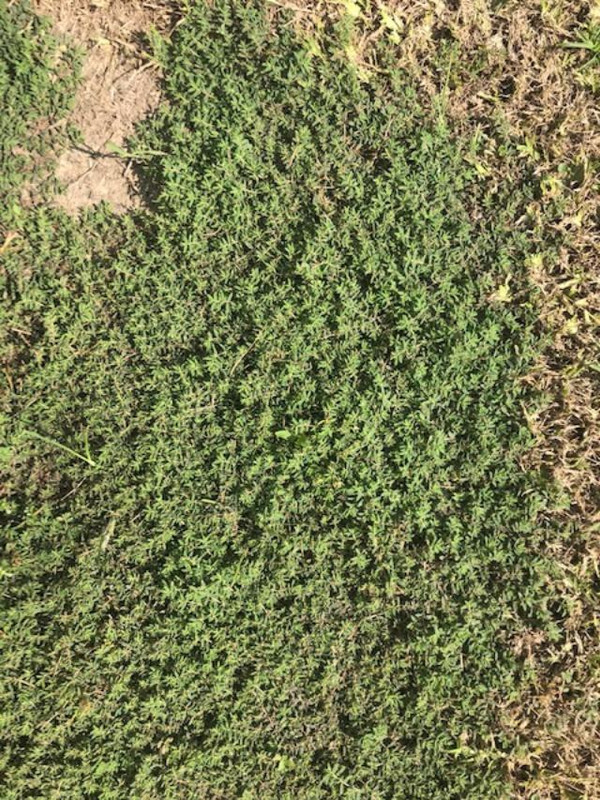 yard1 — Postimages