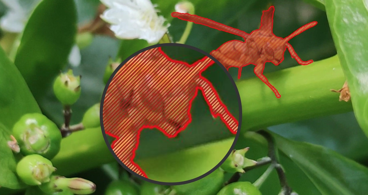 Accurate wasp shapes/segmentation | Kaggle