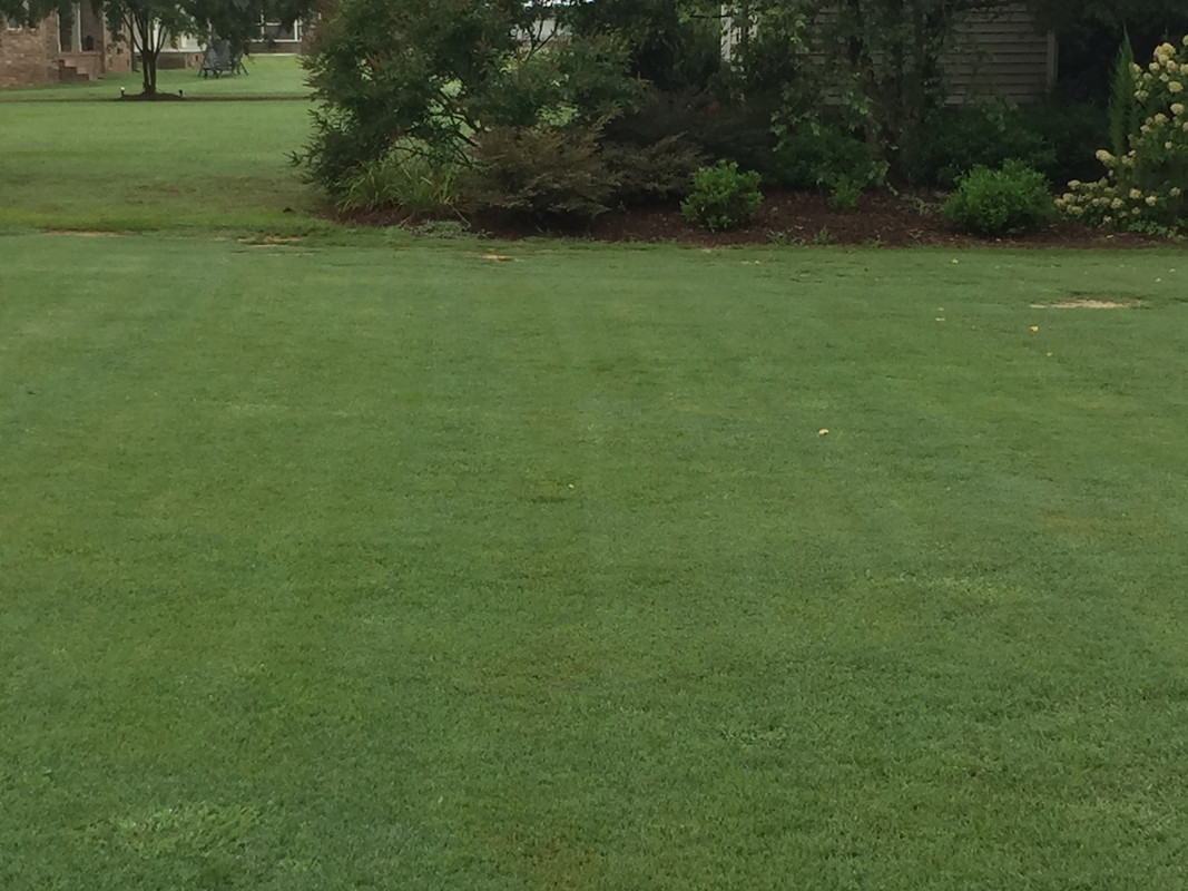 Princess 77 and Arden 15 | Lawn Care Forum