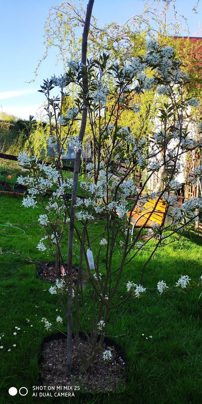 Balerina kvete — Postimages