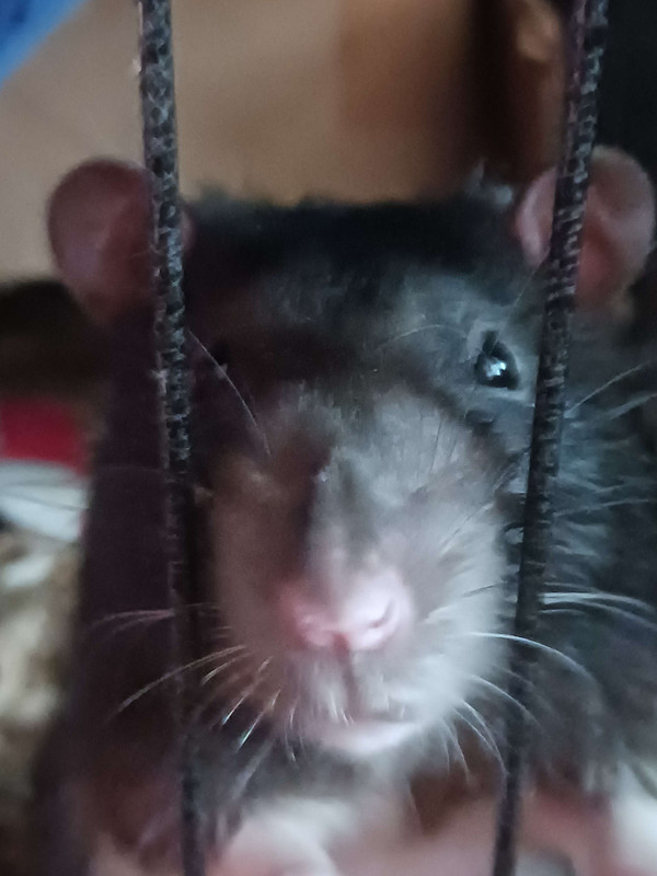 Why he lookin SUS : r/RATS