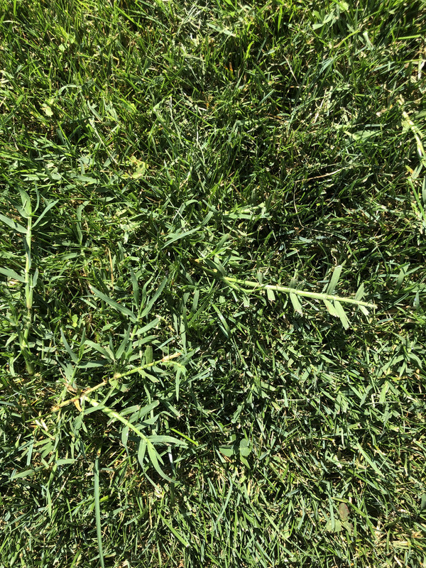 What's the damage, bad or worse? | Lawn Care Forum