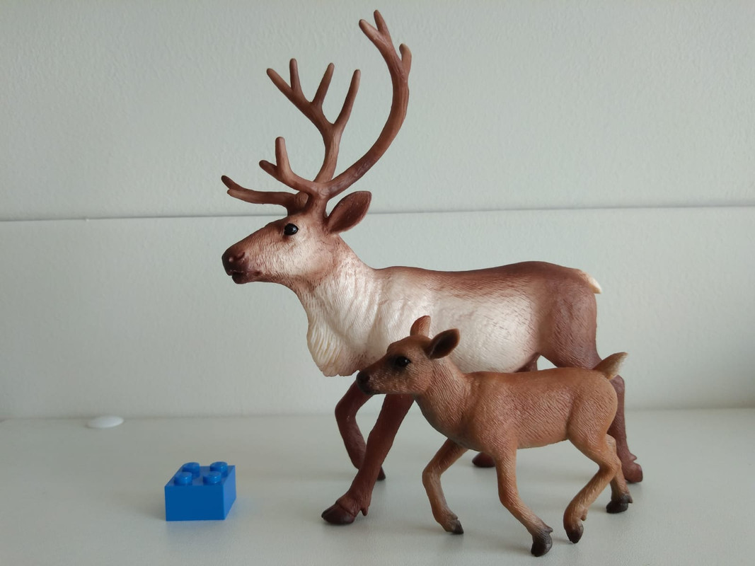 Mojo Fun 2019 animals. photos.
