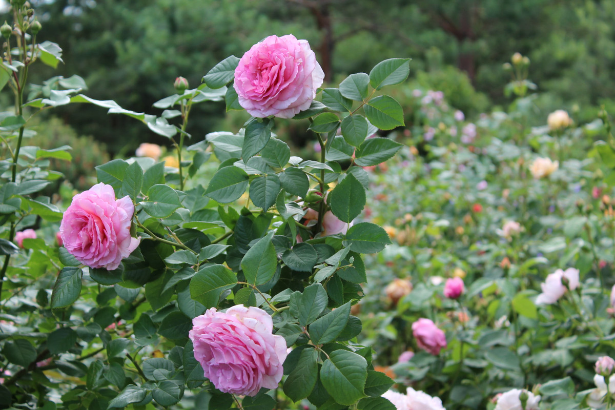 IMG 3196 — Postimages