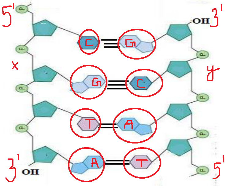 Observe the schematic diagram that depicts a small section of nucleic ...