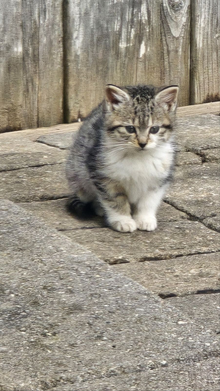 kitkatsittingup — Postimages