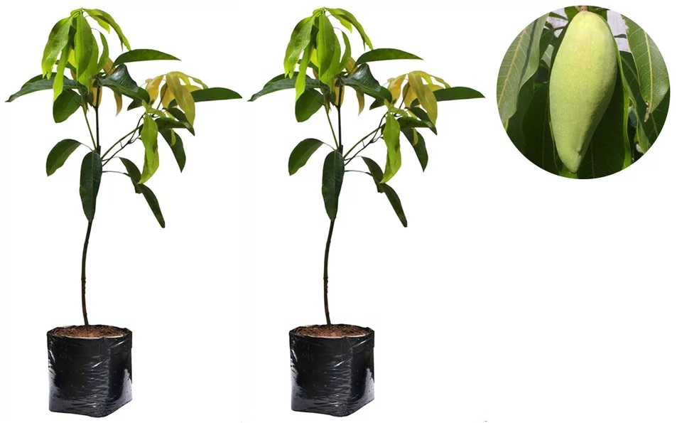 Jual Bibit Tanaman Buah Mangga Okyong di Seller bibit mifta - Kota ...