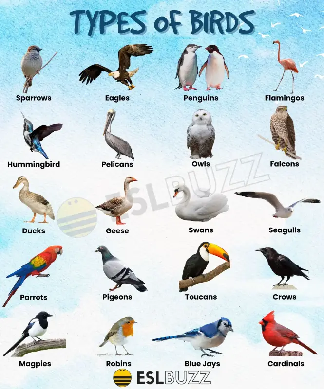 types of birds scaled jpg — Postimages