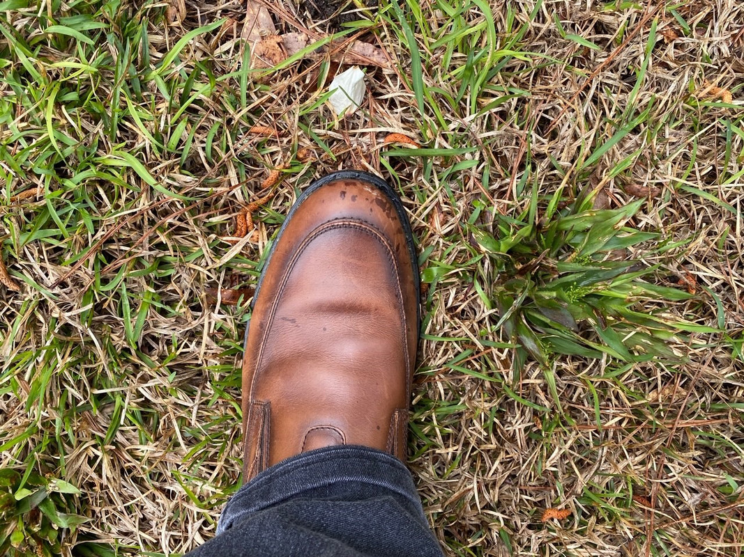 Possible Invasive Weed? | Lawn Care Forum
