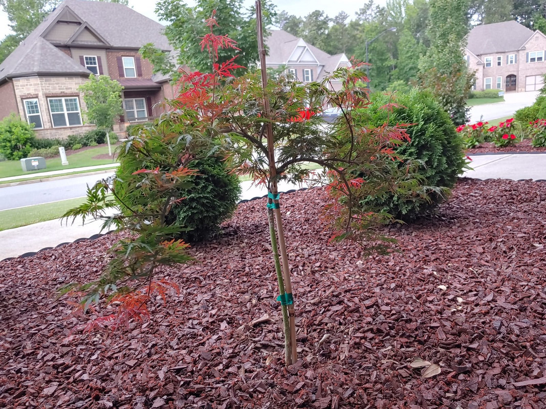 How to properly shape/form/stake this Japanese Maple? | Lawn Care Forum