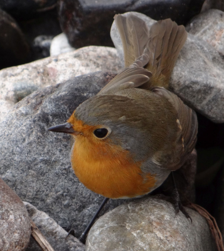 ROBIN 6 300923 — Postimages