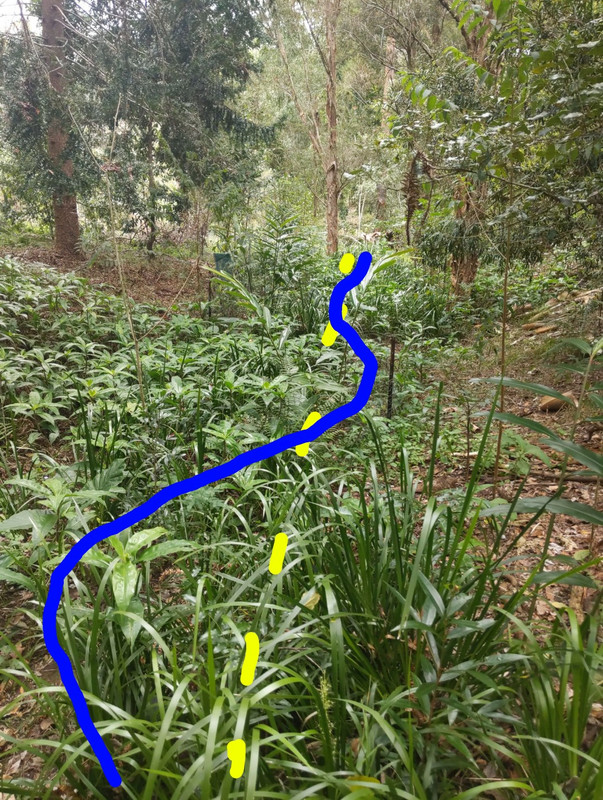 Rehabilitating a gully floor using 'Induced Meandering' as a guide in ...