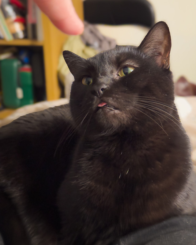 Cute Pet Competition; Potential rule change, vote now - Main Forum ...