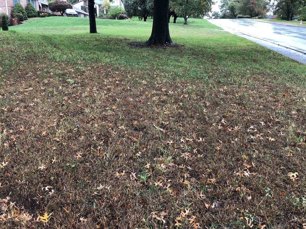 Help! My wife is going to kill me if I can't figure why my lawn is ...