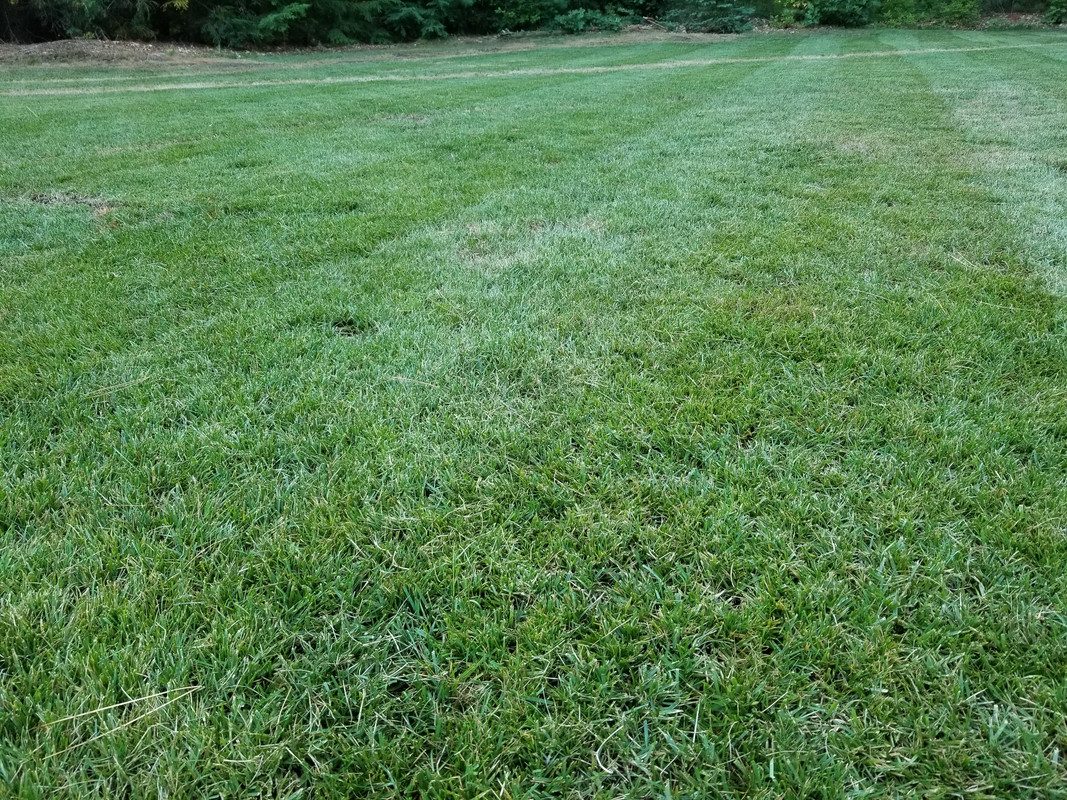 Four Fescues | Lawn Care Forum