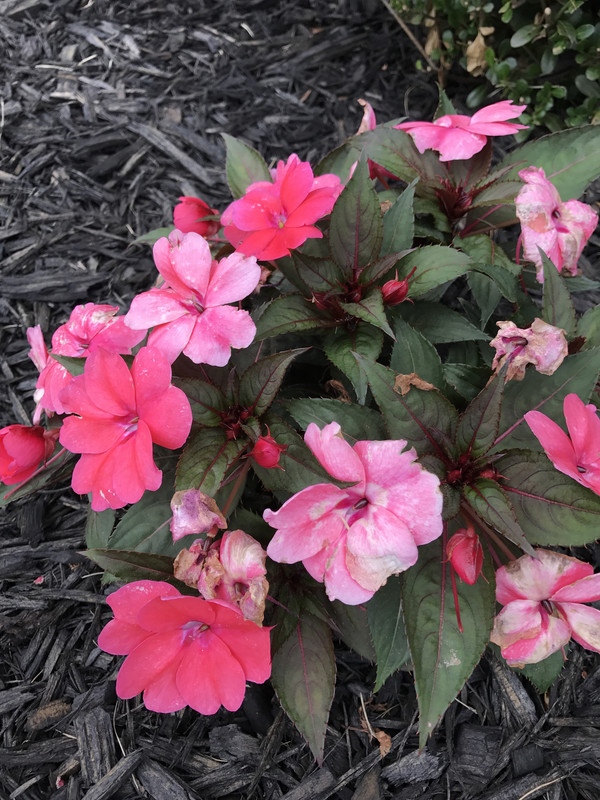 IMG 1404 — Postimages