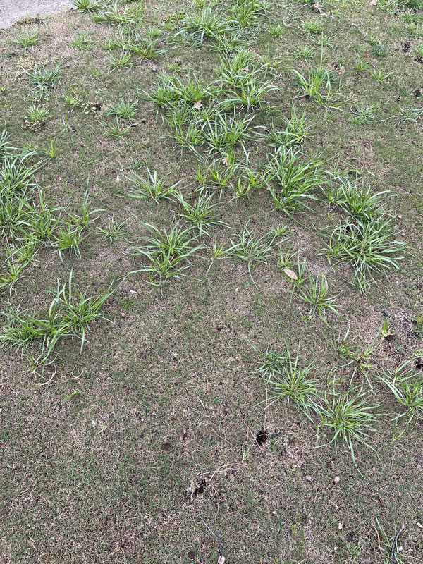 Annual Ryegrass & Rescue Grass Herbicide | Lawn Care Forum