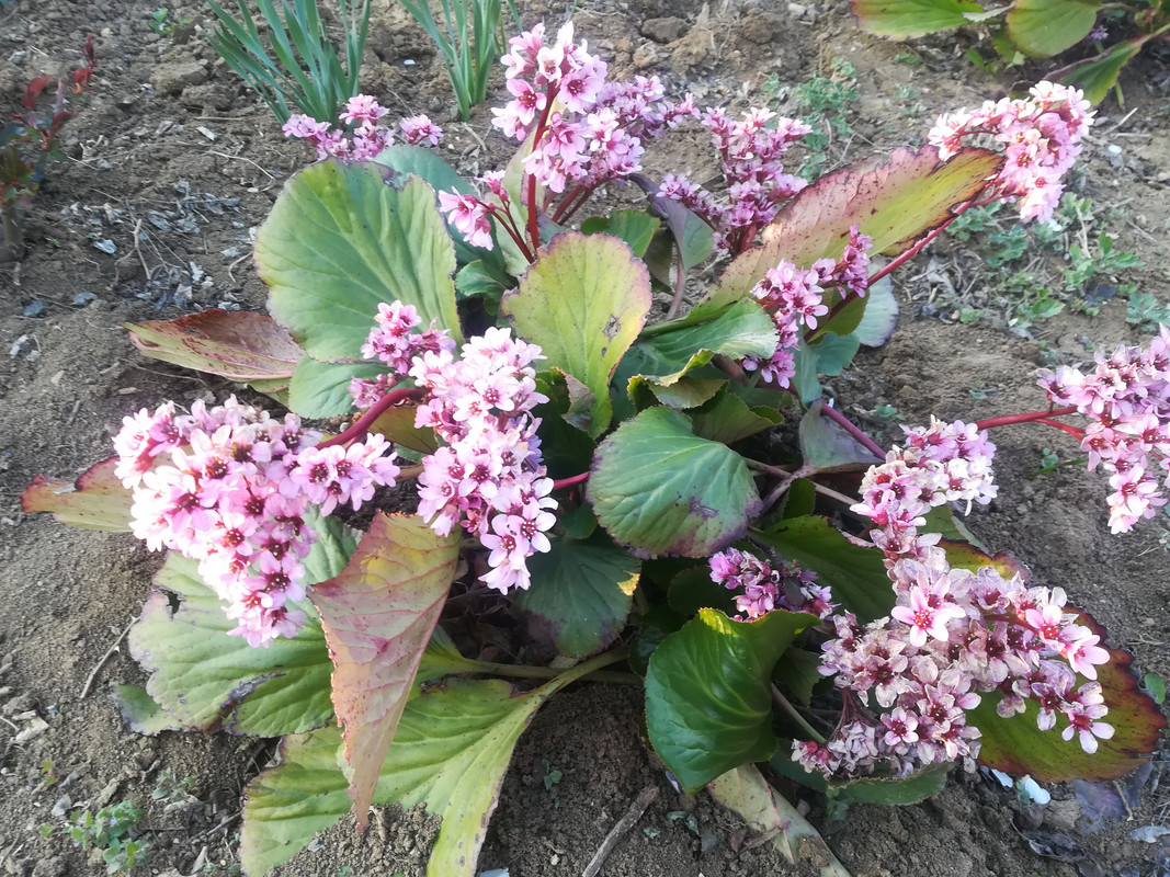 IMG 20190330 180315 — Postimages