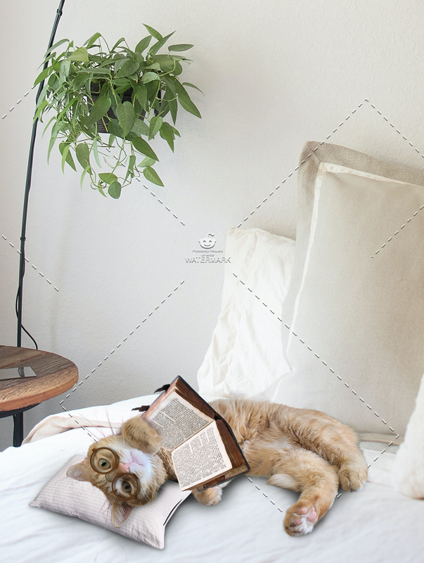 cat02 — Postimages