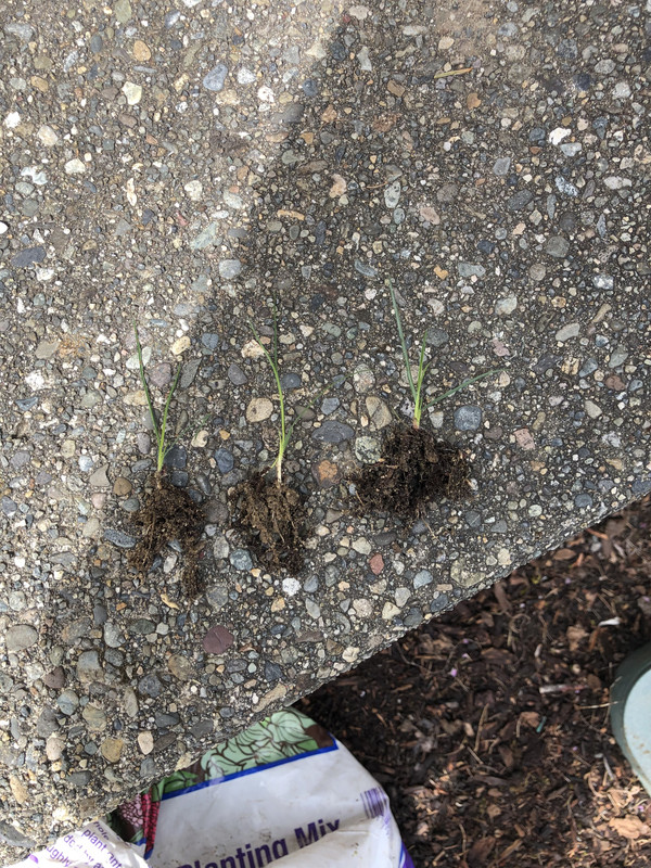 Tillering and roots — Postimages