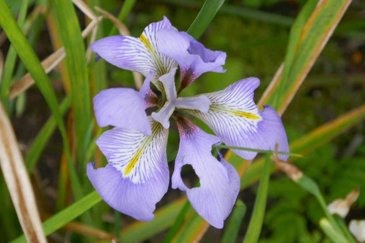 Iris unguicularis edited — Postimages