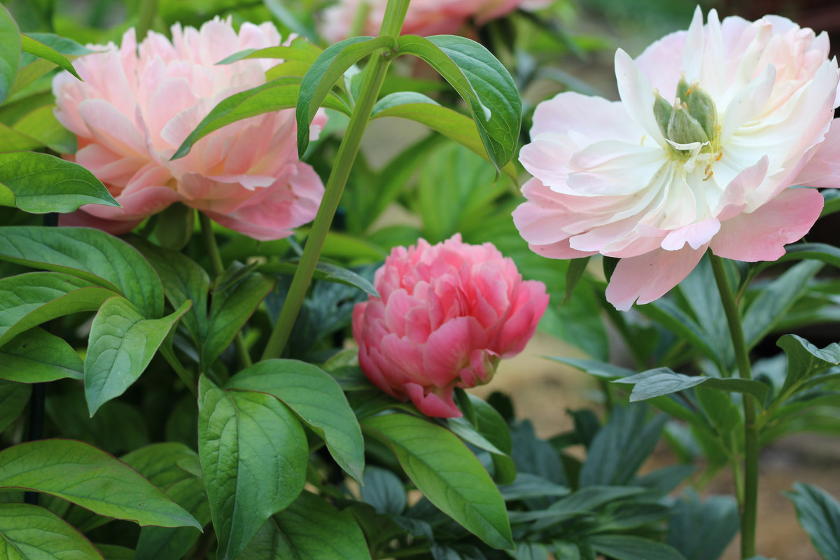 IMG 3992 — Postimages