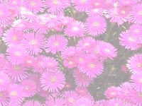 Pink Flowers Background — Postimages