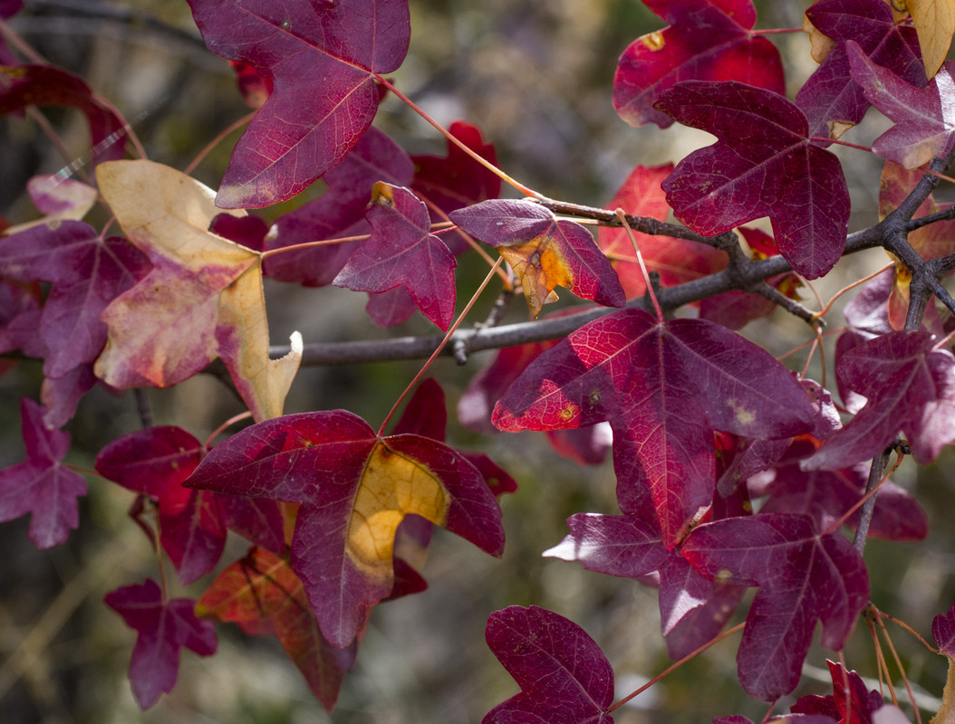 IGP6172 FORO — Postimages