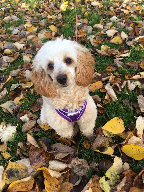 That Poodle Noodle Oct 2020 — Postimages