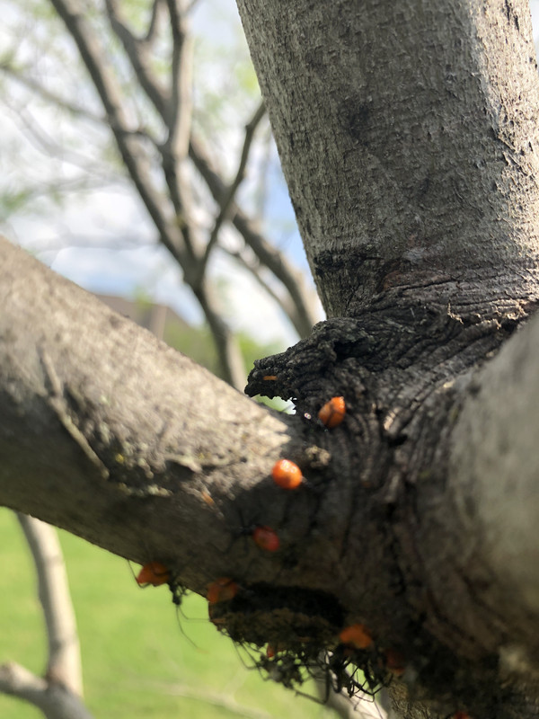 Tree Bugs | Lawn Care Forum