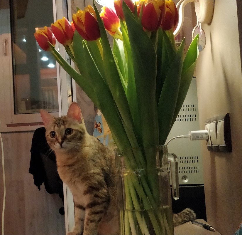 IMG 20210308 120445 — Postimages