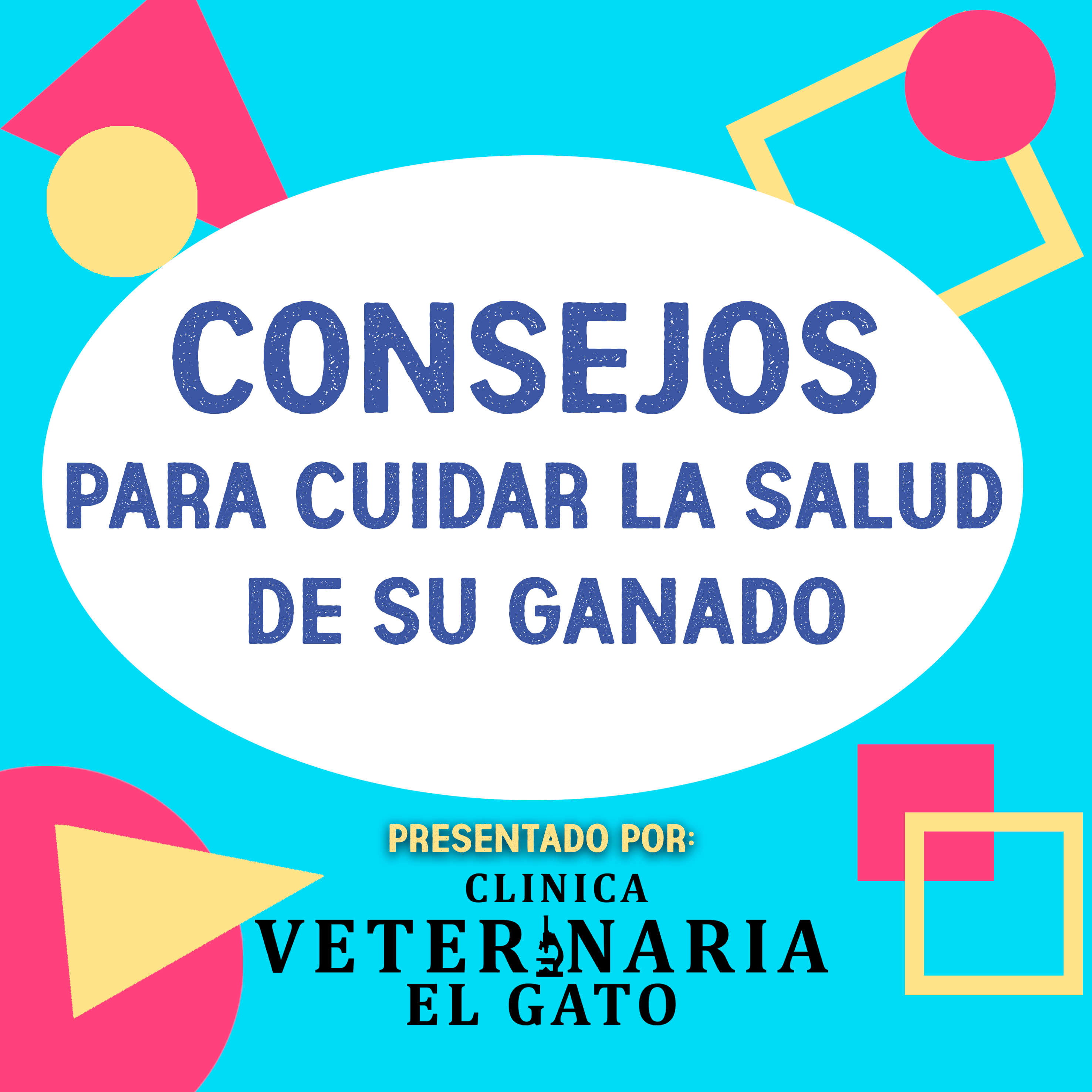 CLINICA VETERINARIA EL GATO — Postimages