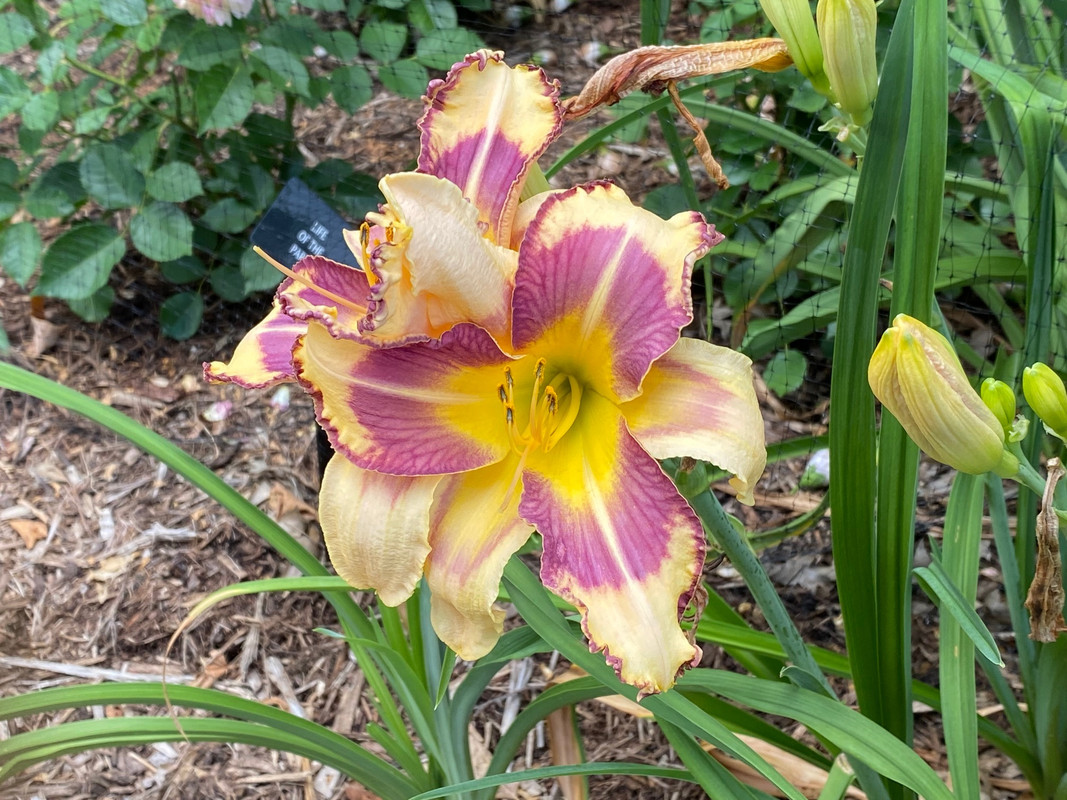 IMG 2275 — Postimages