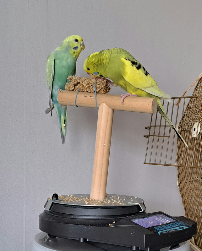 20230720 095132 — Postimages