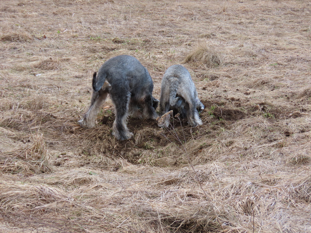 IMG 3793 — Postimages